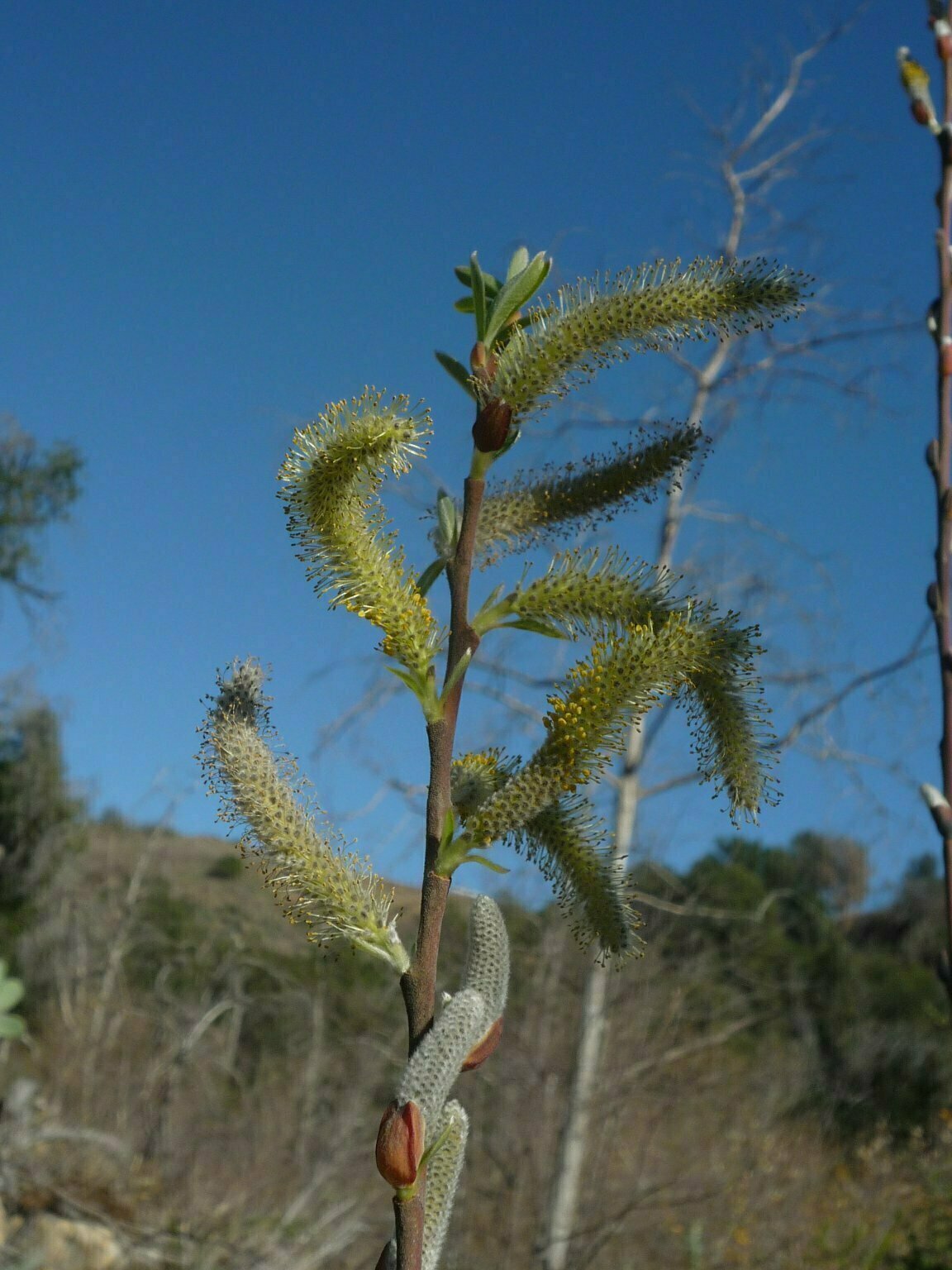 Hi-Res Salix lasiolepis Images | Santa Barbara Wildflowers