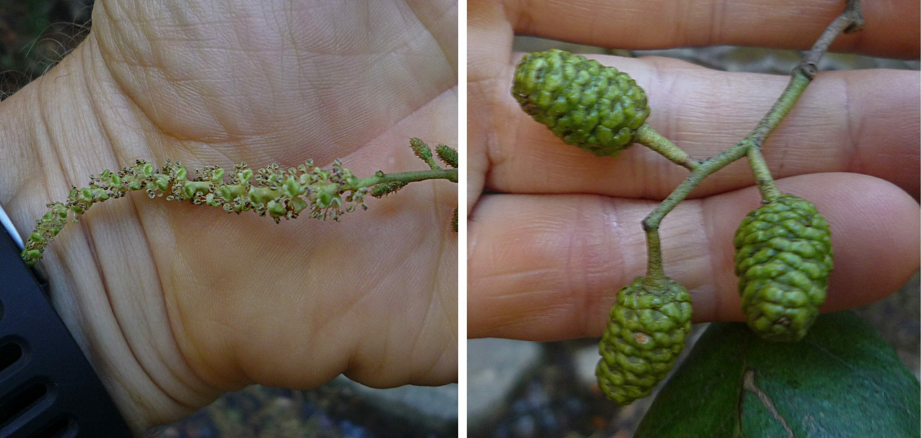 Hi-Res Alnus rhombifolia Images | Santa Barbara Wildflowers