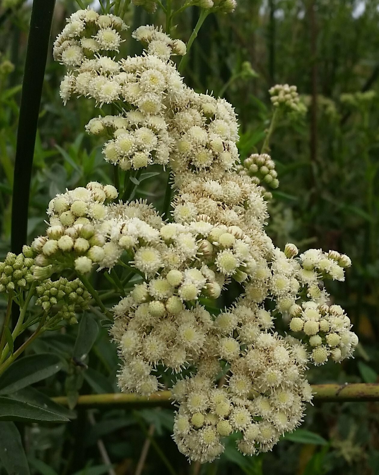 Hi-Res Baccharis glutinosa Images | Santa Barbara Wildflowers