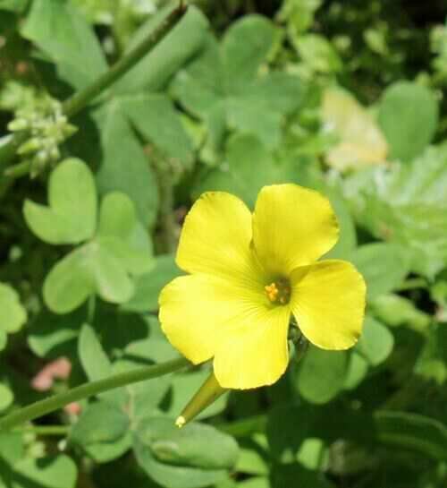 Hi-Res Oxalis pes-caprae Images | Santa Barbara Wildflowers