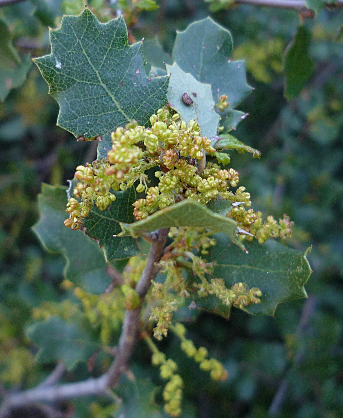 Hi-Res Quercus sp Images | Santa Barbara Wildflowers