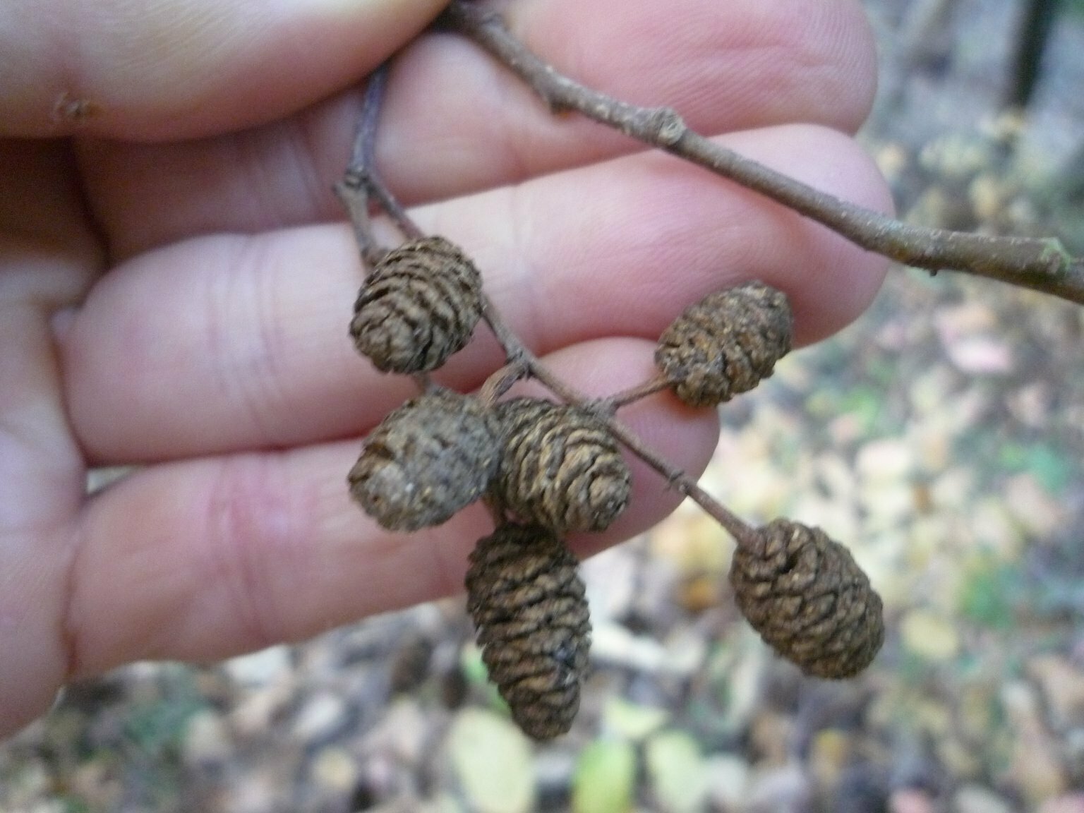 Hi-Res Alnus rhombifolia Images | Santa Barbara Wildflowers
