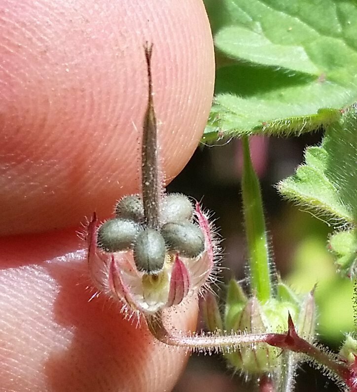 Hi-Res Geranium molle Images | Santa Barbara Wildflowers