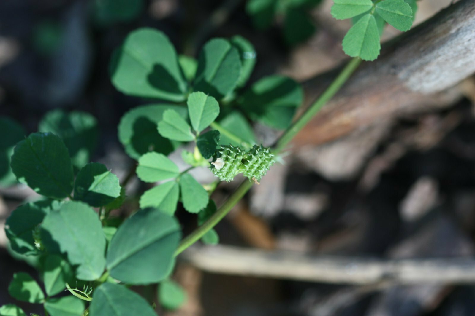 Hi-Res Oxalis pes-caprae Images | Santa Barbara Wildflowers