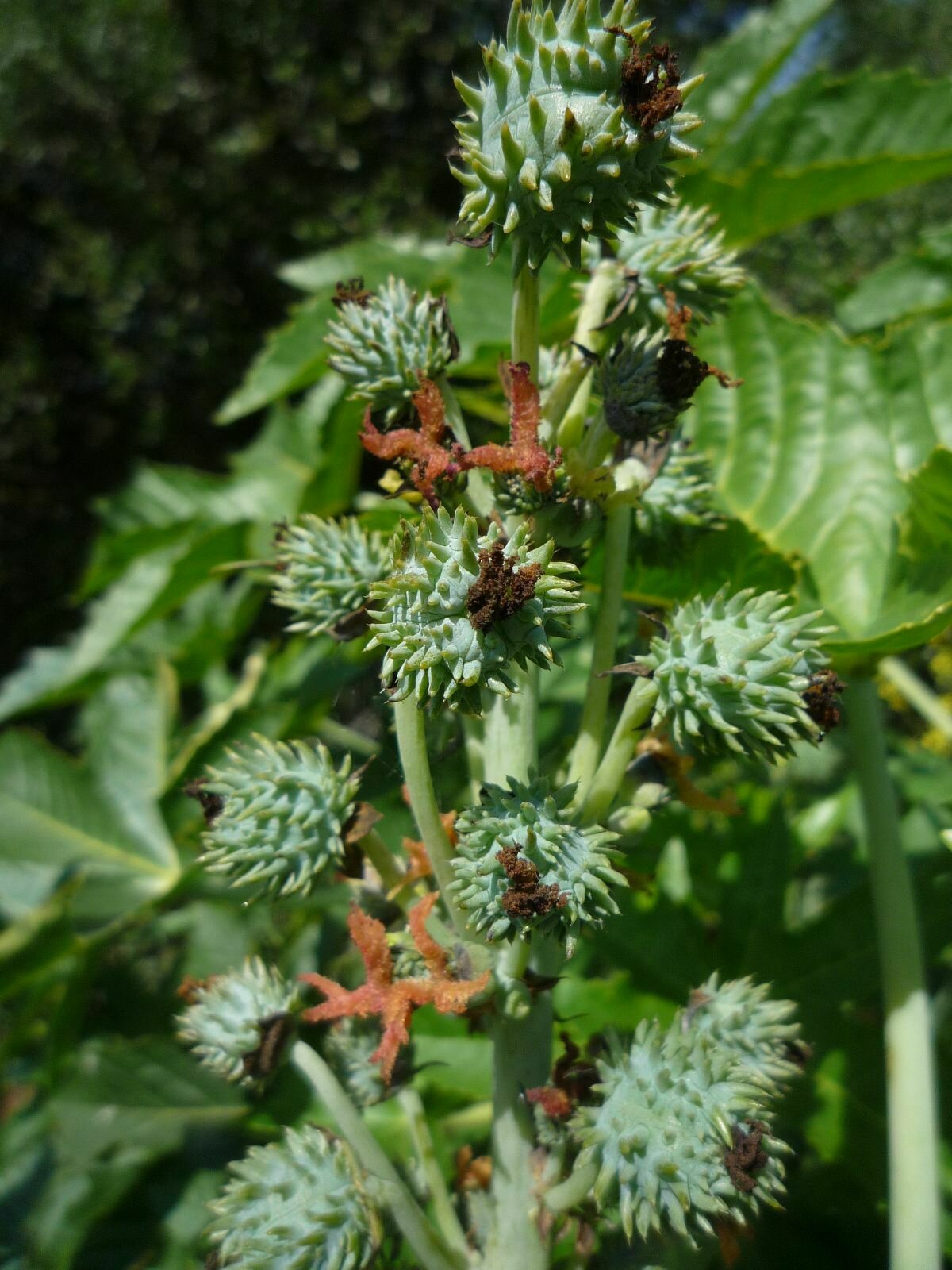 Hi-Res Ricinus communis Images | Santa Barbara Wildflowers