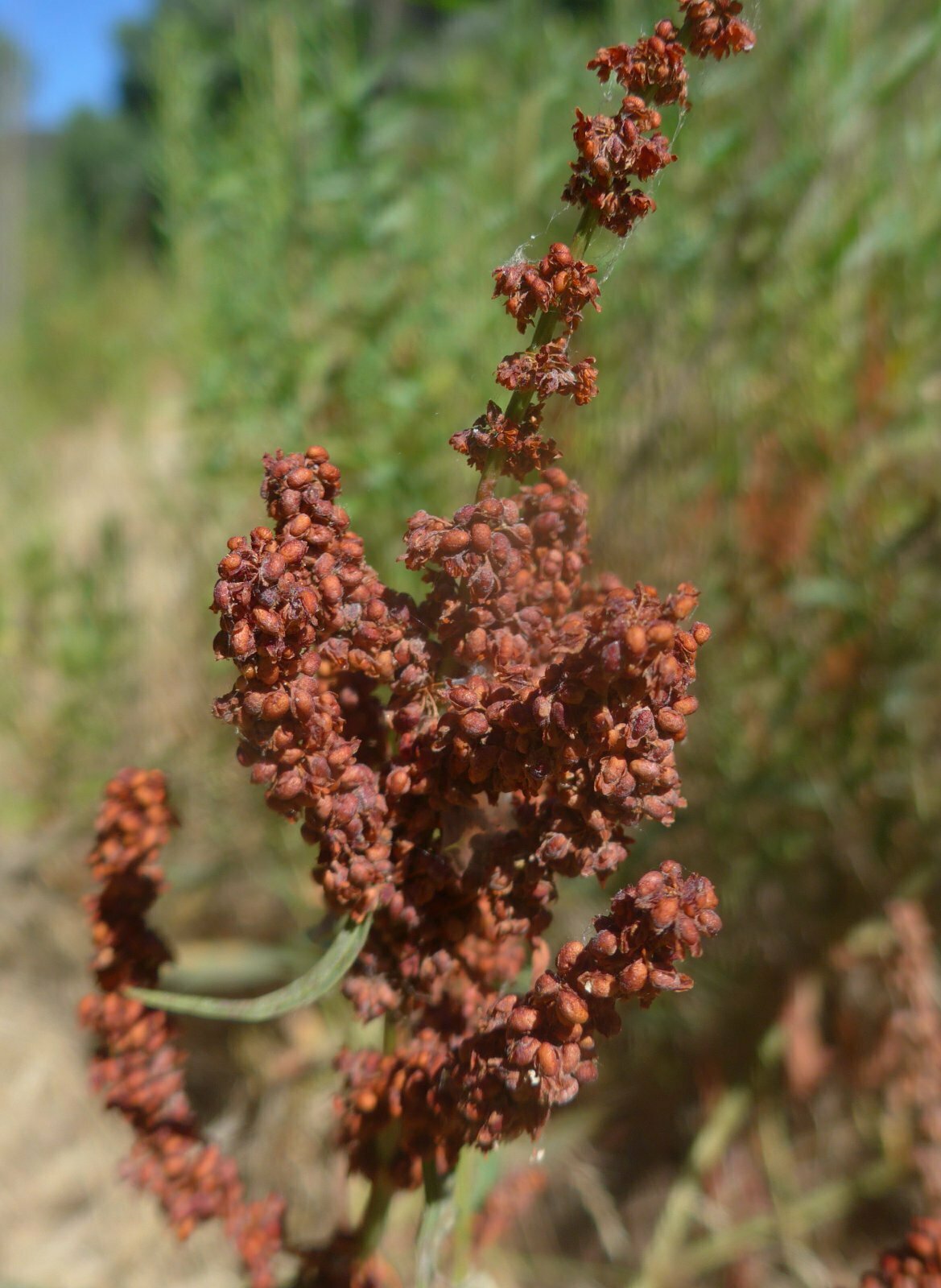 Hi-Res Rumex salicifolius Images | Santa Barbara Wildflowers