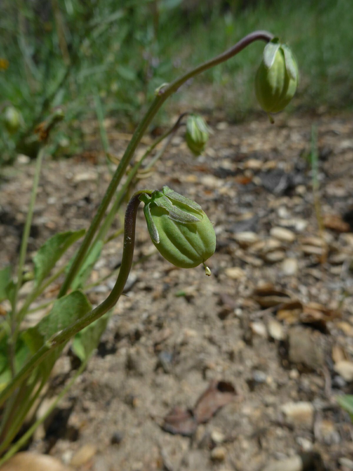 Hi-Res Viola pedunculata Images | Santa Barbara Wildflowers
