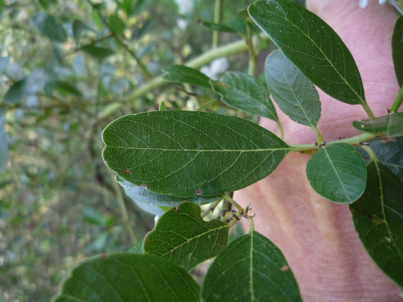 Hi-Res Ceanothus spinosus Images | Santa Barbara Wildflowers