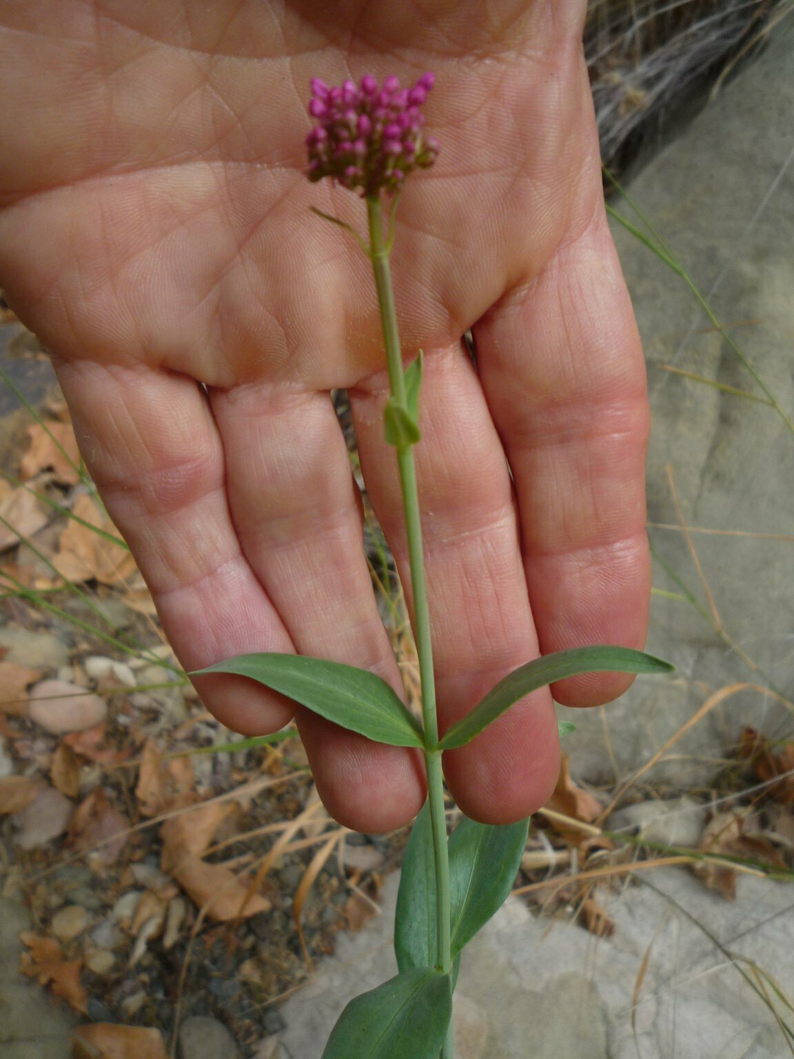 Hi-Res Centranthus ruber Images | Santa Barbara Wildflowers