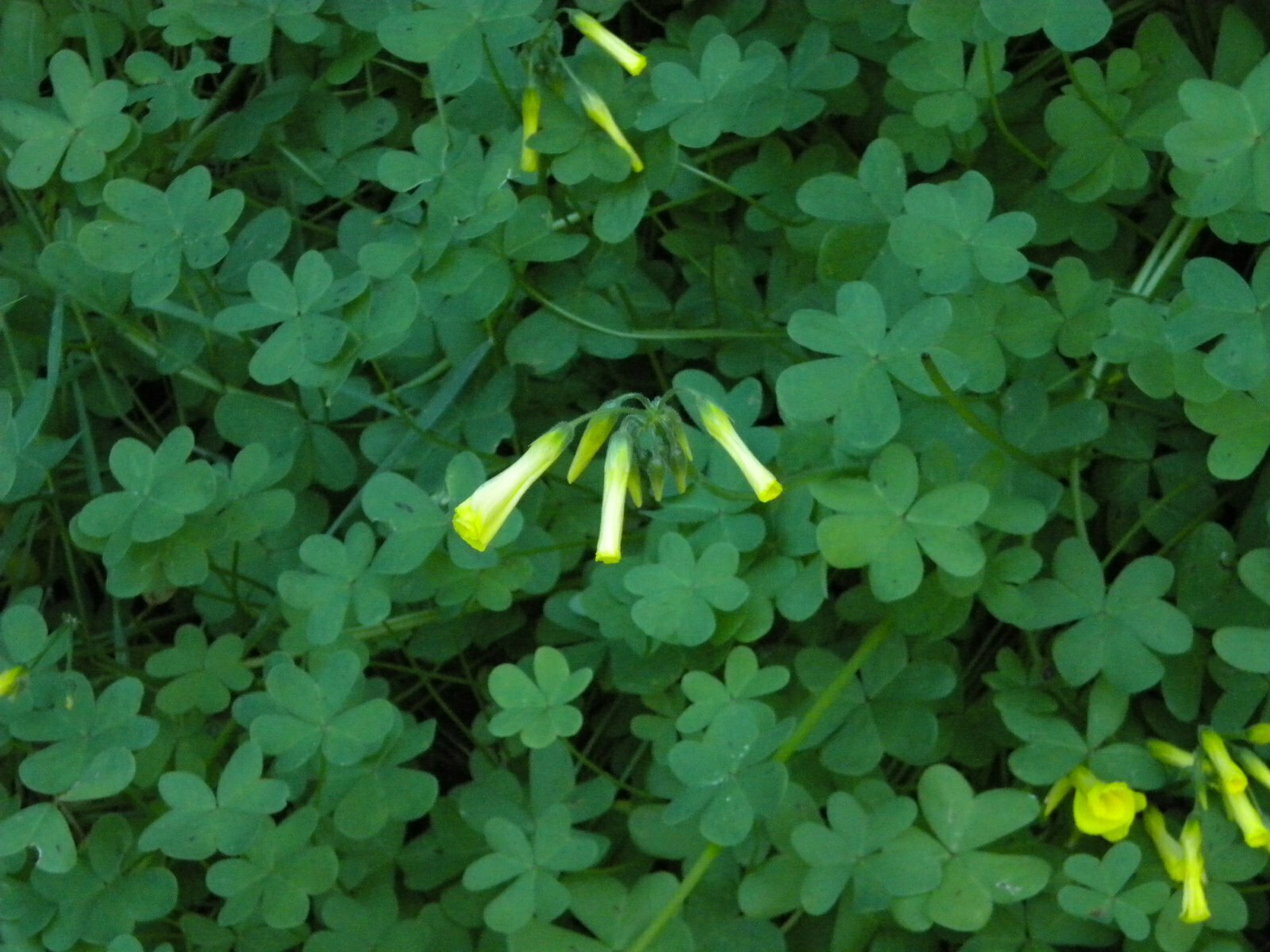 Hi-Res Oxalis pes-caprae Images | Santa Barbara Wildflowers