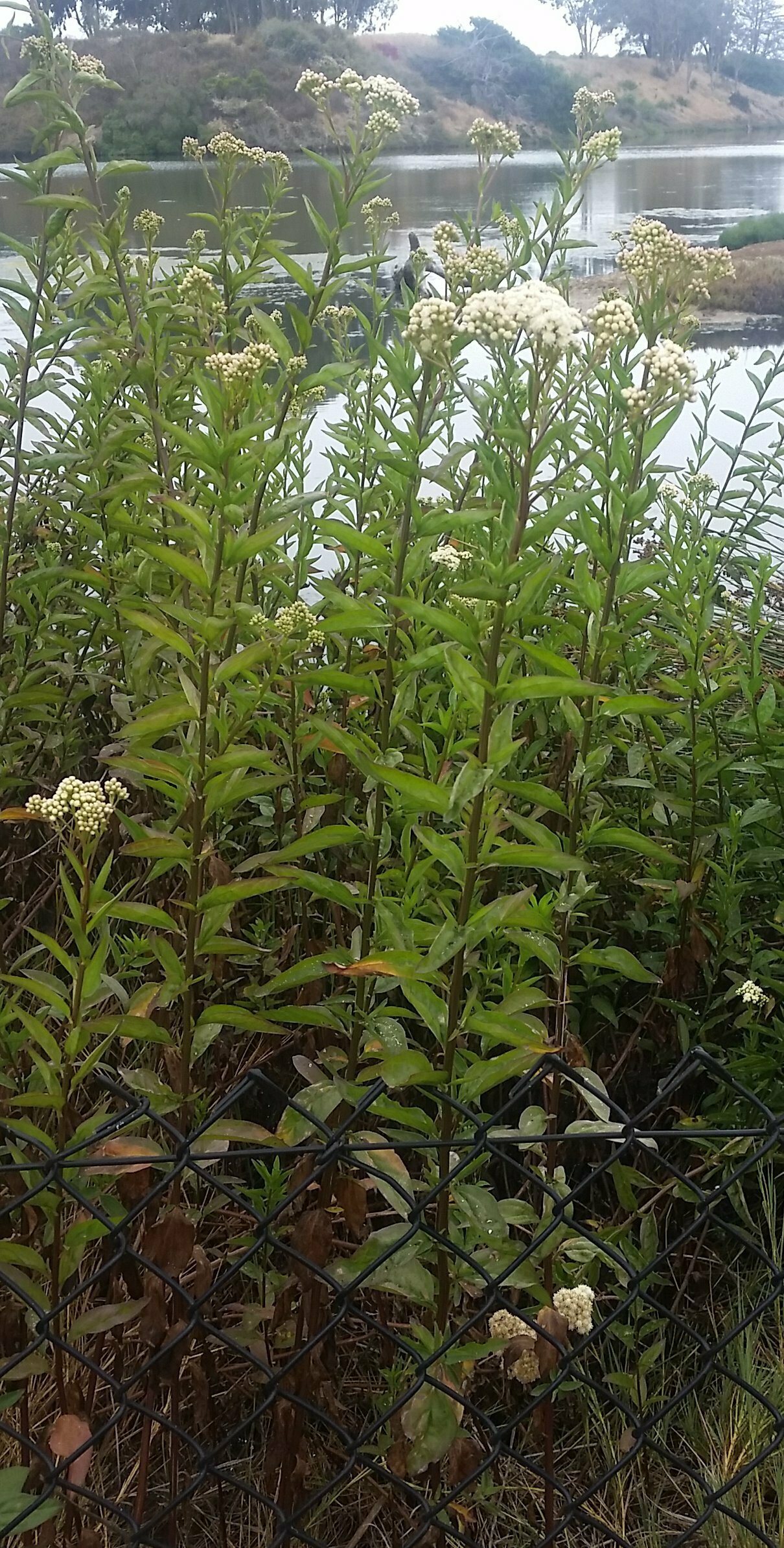 Hi-Res Baccharis glutinosa Images | Santa Barbara Wildflowers