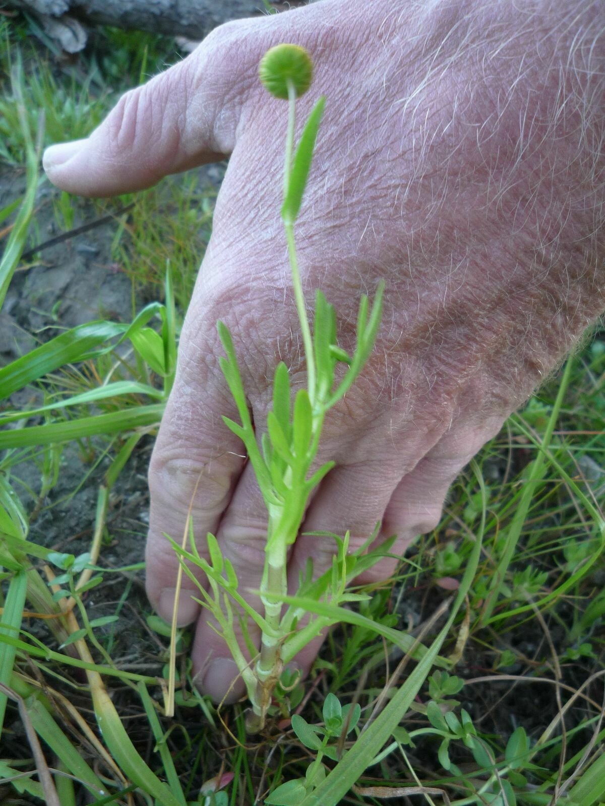 Hi-Res Cotula coronopifolia Images | Santa Barbara Wildflowers