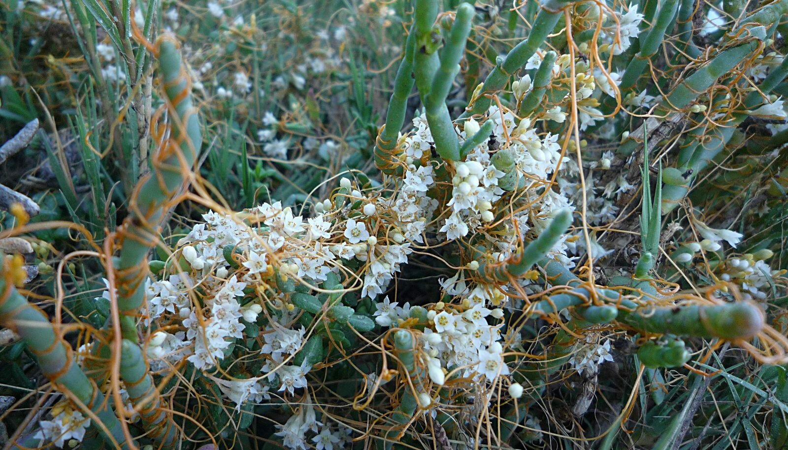 Hi-Res Cuscuta salina Images | Santa Barbara Wildflowers