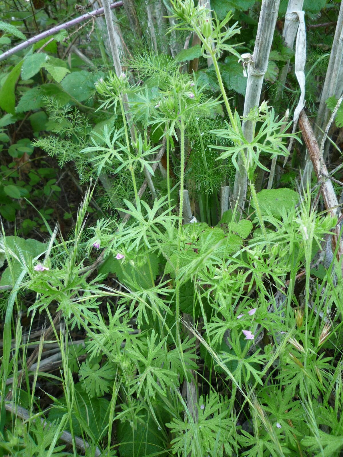 Hi-Res Geranium dissectum Images | Santa Barbara Wildflowers
