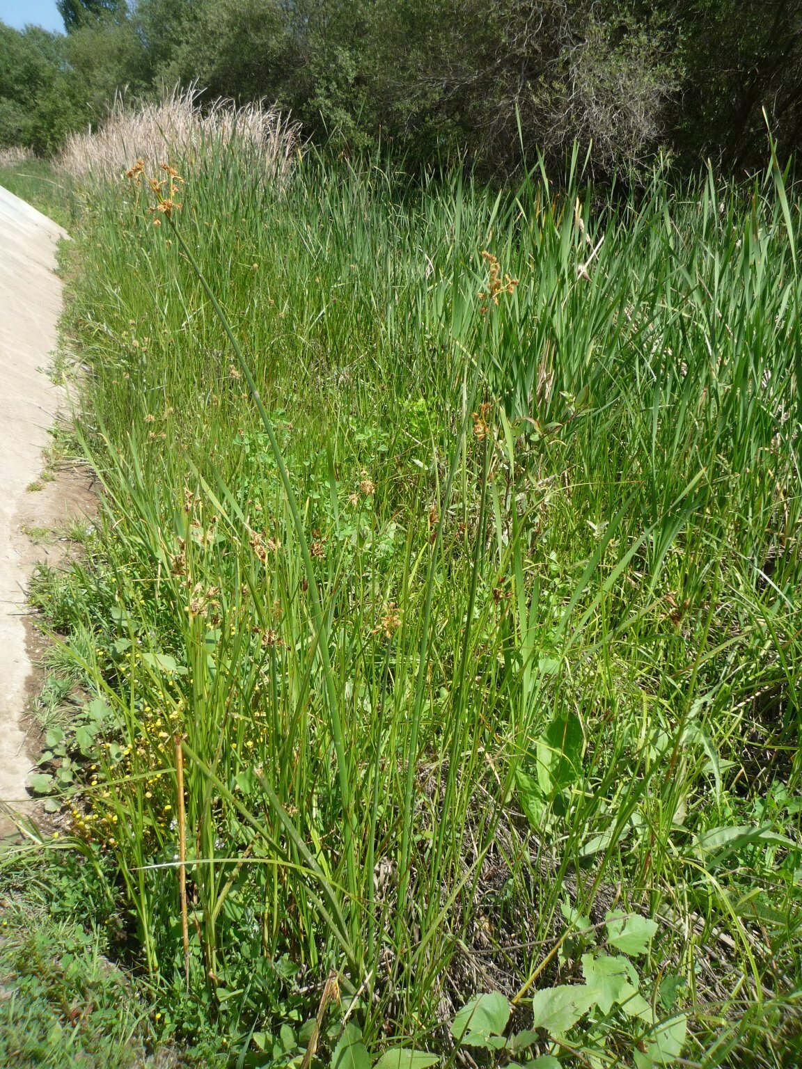 Hi-Res Juncus effusus Images | Santa Barbara Wildflowers