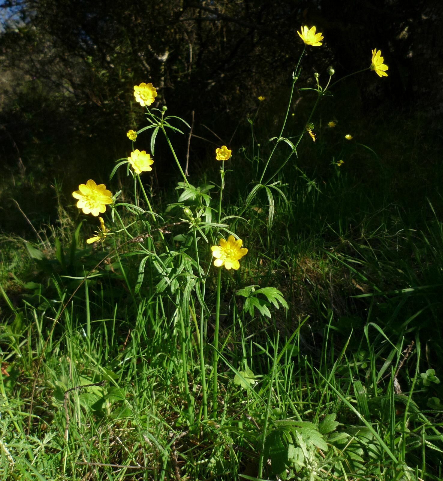Hi-Res Ranunculus californicus Images | Santa Barbara Wildflowers