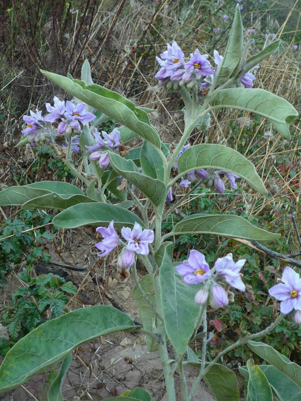 Hi-Res Solanum lanceolatum Images | Santa Barbara Wildflowers