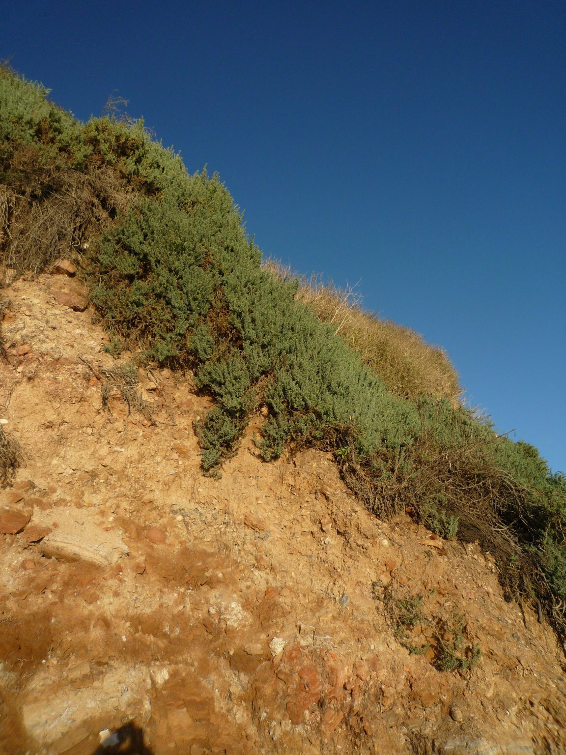 Hi-Res Suaeda taxifolia Images | Santa Barbara Wildflowers
