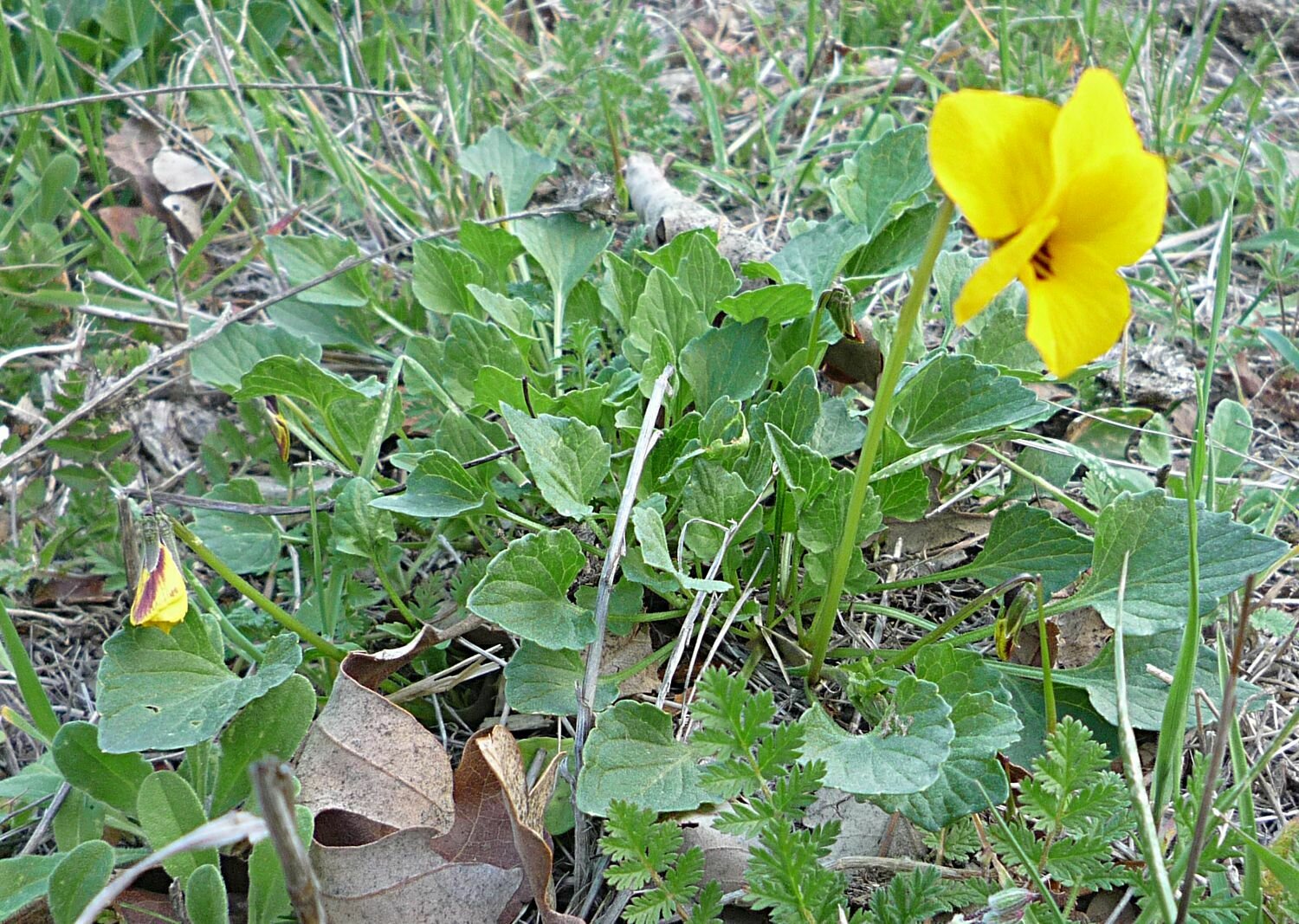 Hi-Res Viola pedunculata Images | Santa Barbara Wildflowers