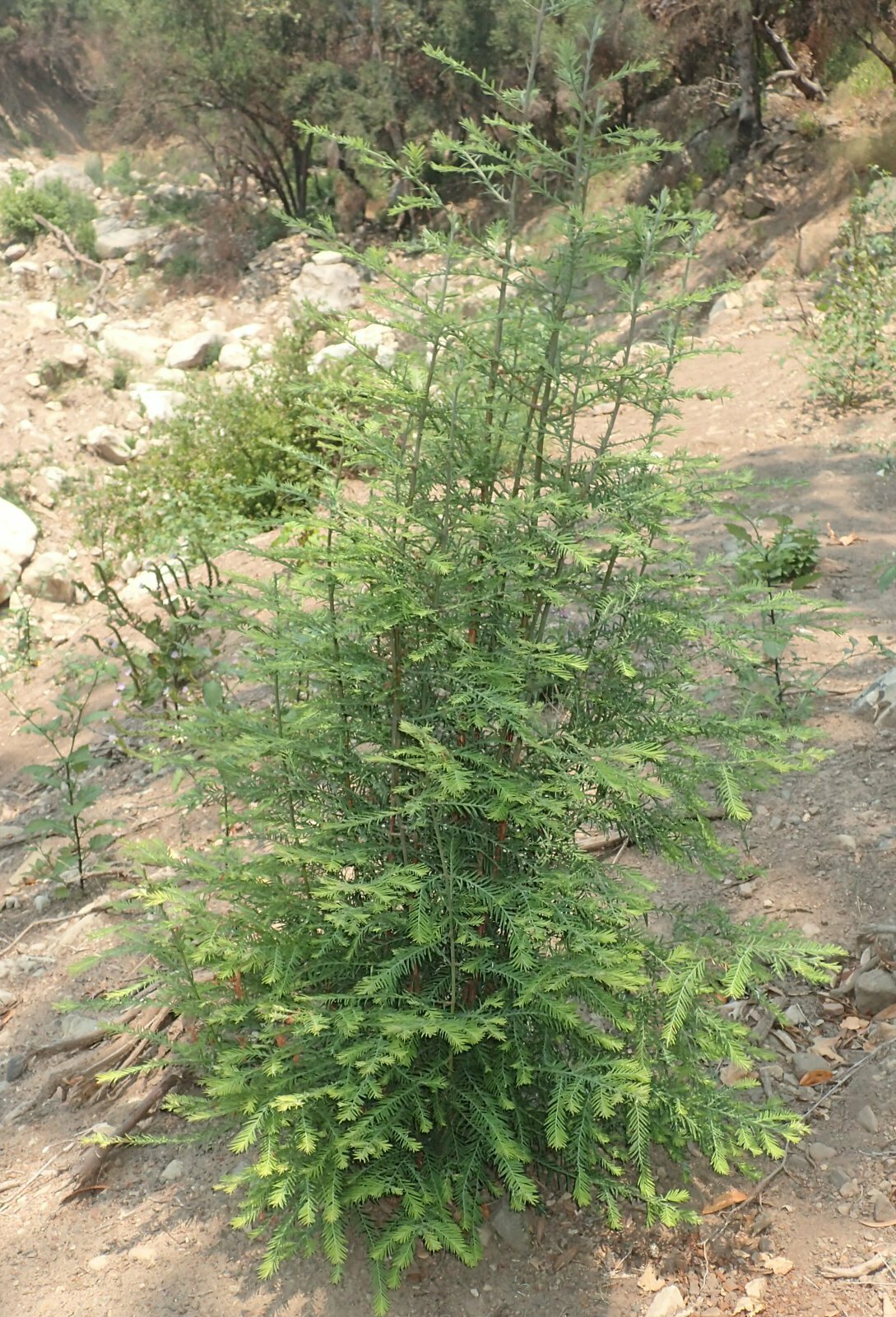 Hi-Res Sequoia sempervirens Images | Santa Barbara Wildflowers