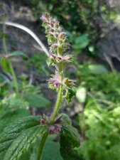 Stachys rigida | Santa Barbara Wildflowers