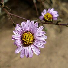 Corethrogyne filaginifolia | Santa Barbara Wildflowers