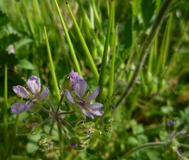 Erodium cicutarium | Santa Barbara Wildflowers