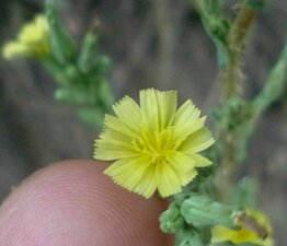 Lactuca serriola | Santa Barbara Wildflowers