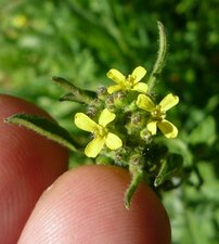 Sisymbrium officinale | Santa Barbara Wildflowers