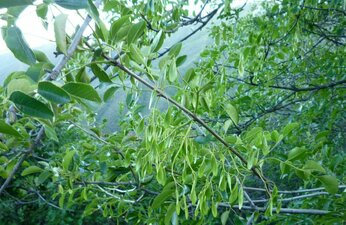 Fraxinus dipetala | Santa Barbara Wildflowers