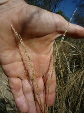 Melica imperfecta | Santa Barbara Wildflowers