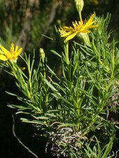 Ericameria linearifolia | Santa Barbara Wildflowers