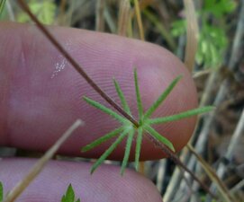 Leptosiphon parviflorus | Santa Barbara Wildflowers