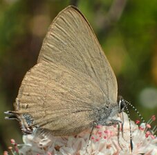 Satyrium auretorum | Santa Barbara Wildflowers