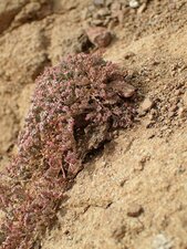 Euphorbia polycarpa | Santa Barbara Wildflowers