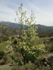 Fraxinus dipetala | Santa Barbara Wildflowers