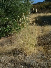 Phalaris aquatica | Santa Barbara Wildflowers