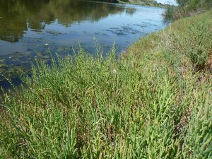 Salicornia pacifica | Santa Barbara Wildflowers